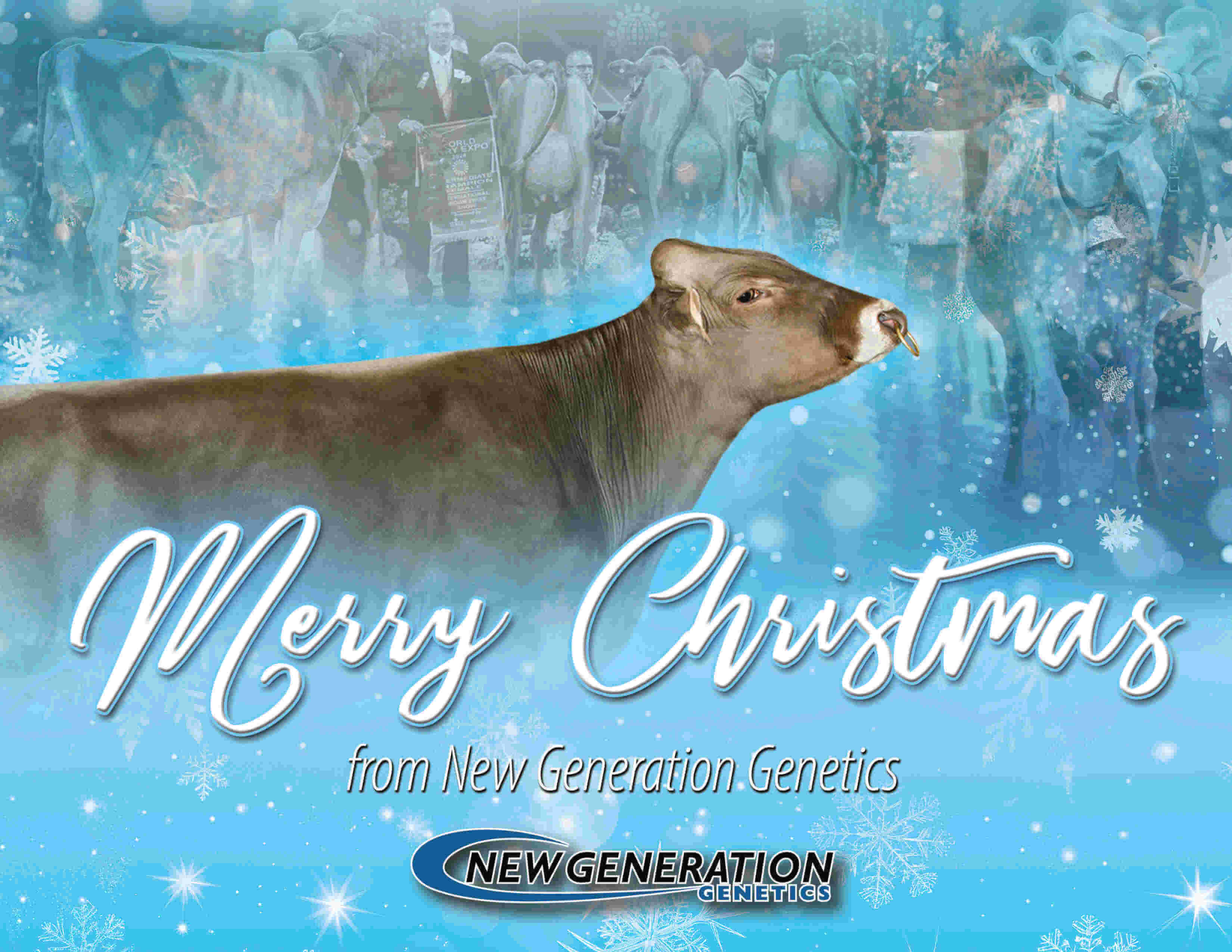 Brown Swiss Association