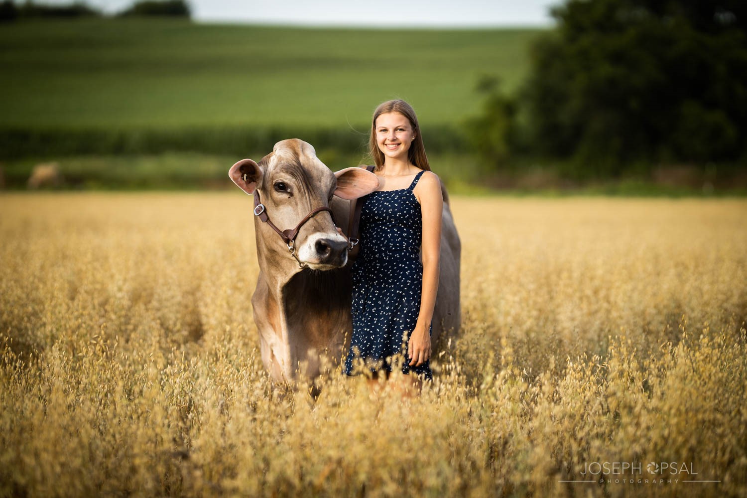 Brown Swiss Association