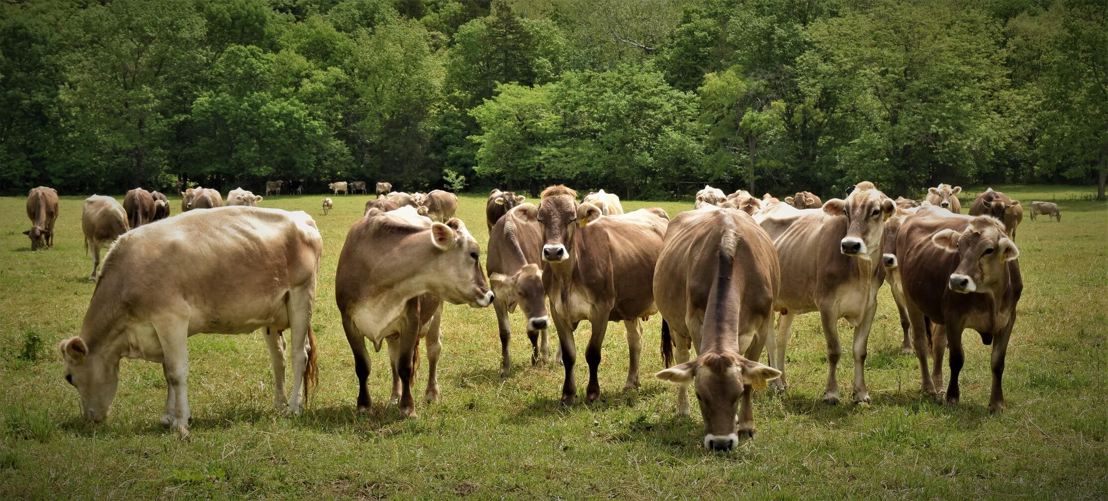 Brown Swiss Association